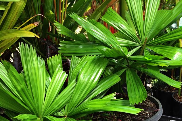 Papillon Landscapes - Mainteneance and Construction - PLANT HIRE